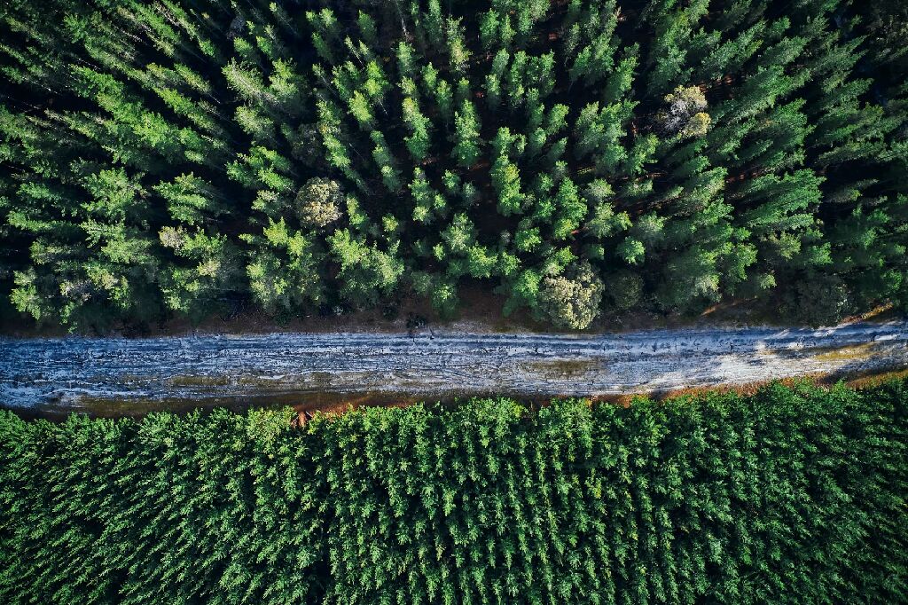 Timber and Sustainability: A Chat with David Rowlinson | Staxa